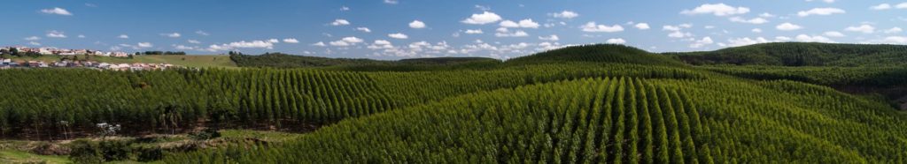 Ence | Energía & Celulosa