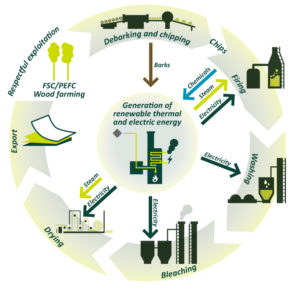 Pulp-production process | Ence