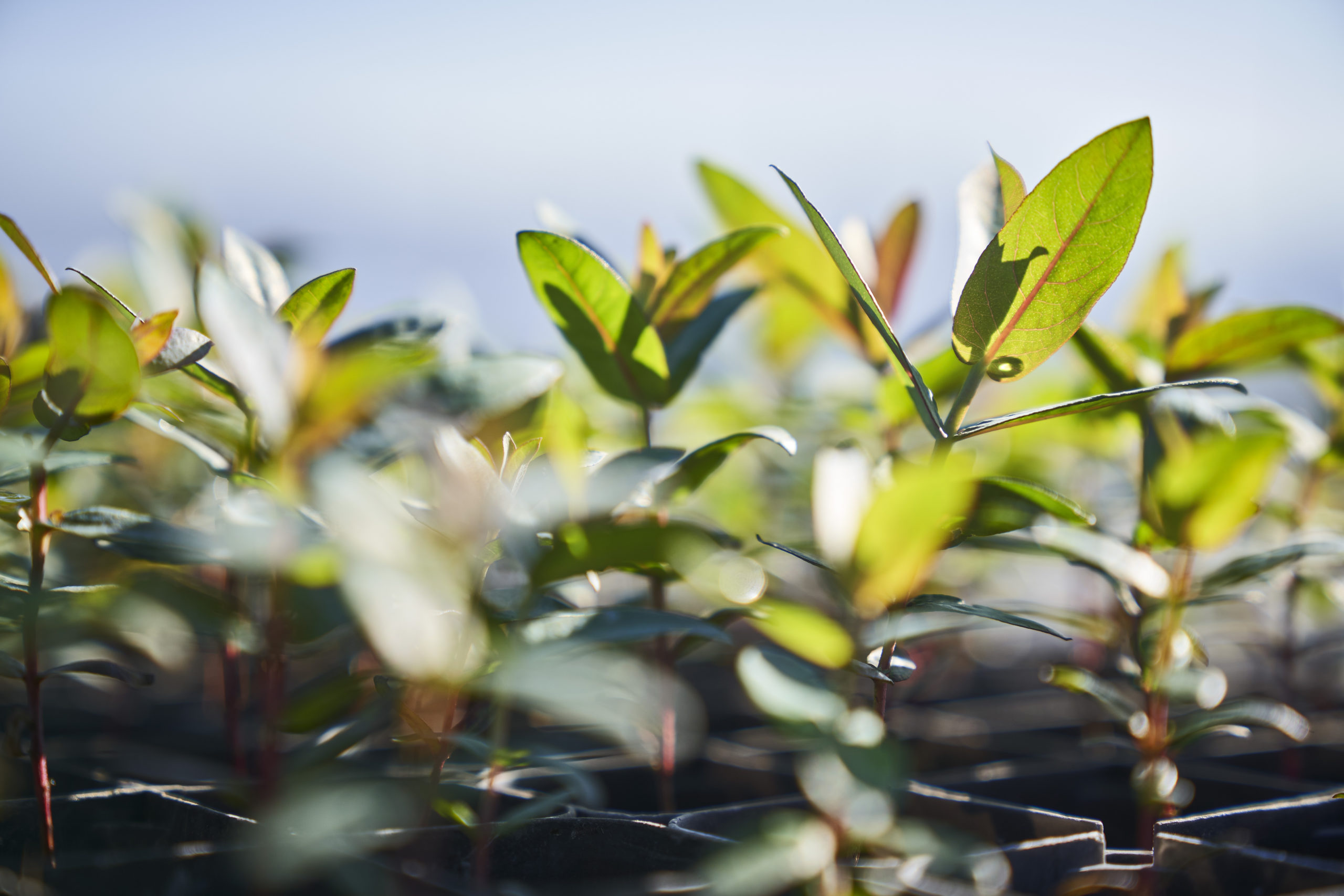 Ence amplía las medidas de conciliación familiar durante la crisis del ...