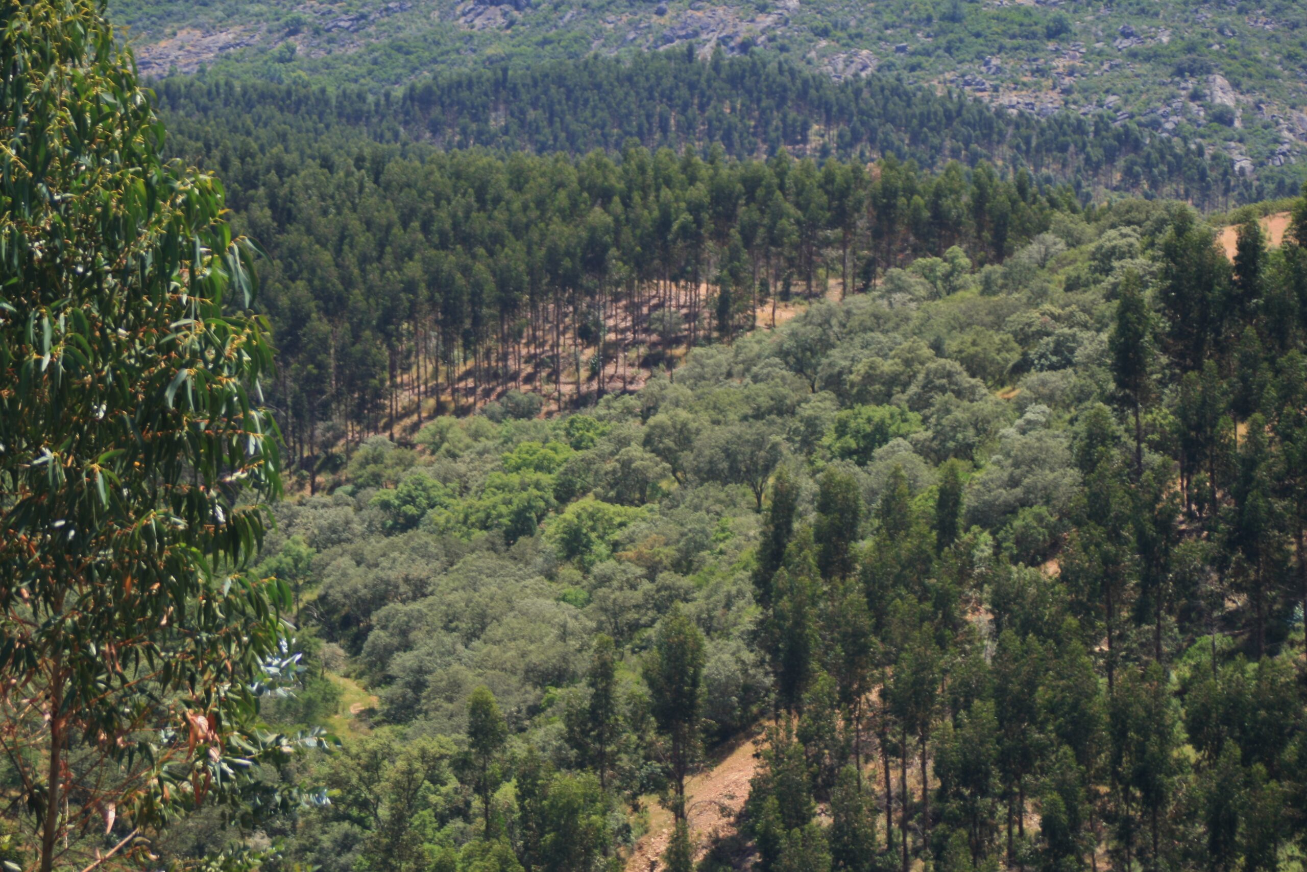 FSC® acredita la promoción y preservación de la biodiversidad en dos ...
