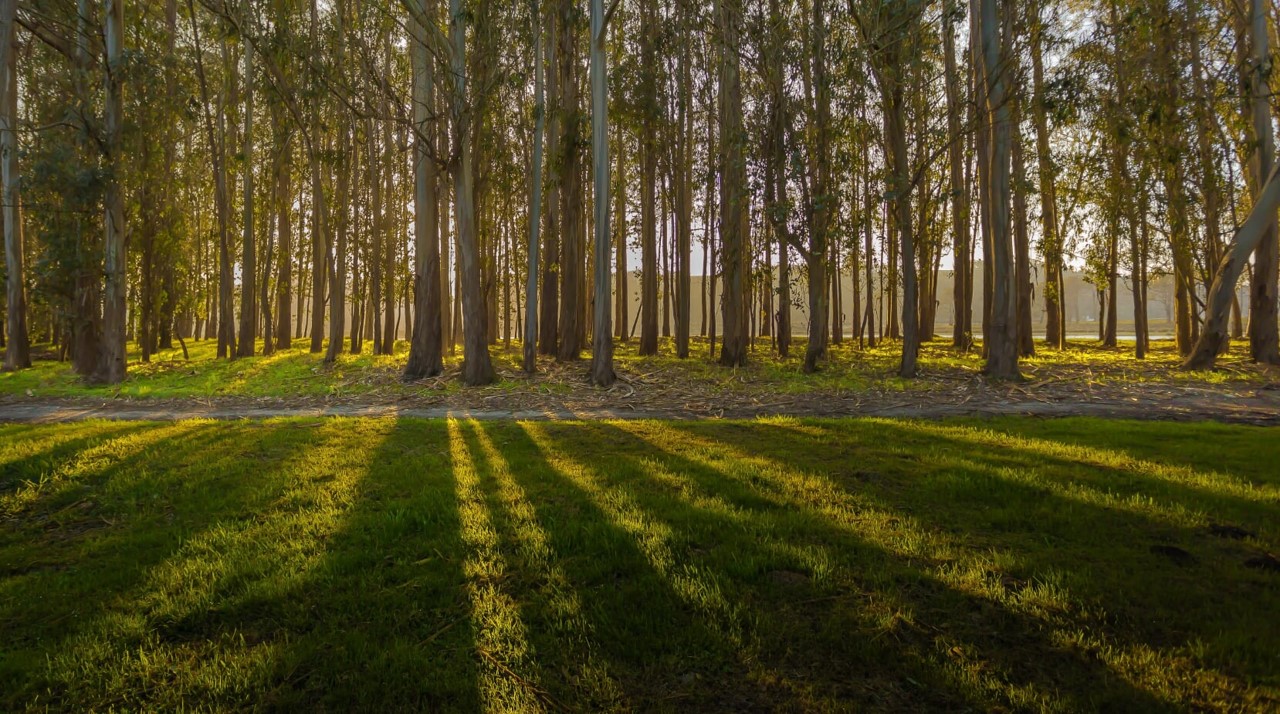 ENCE registers a new Sustainability-Linked Bond Programme on MARF for ...